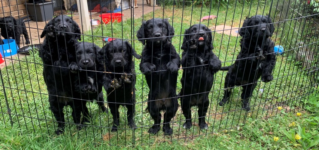 Future Litters – Casa Canines