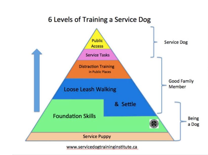 Assistance dogs:Types, training, qualifications and requirements ...