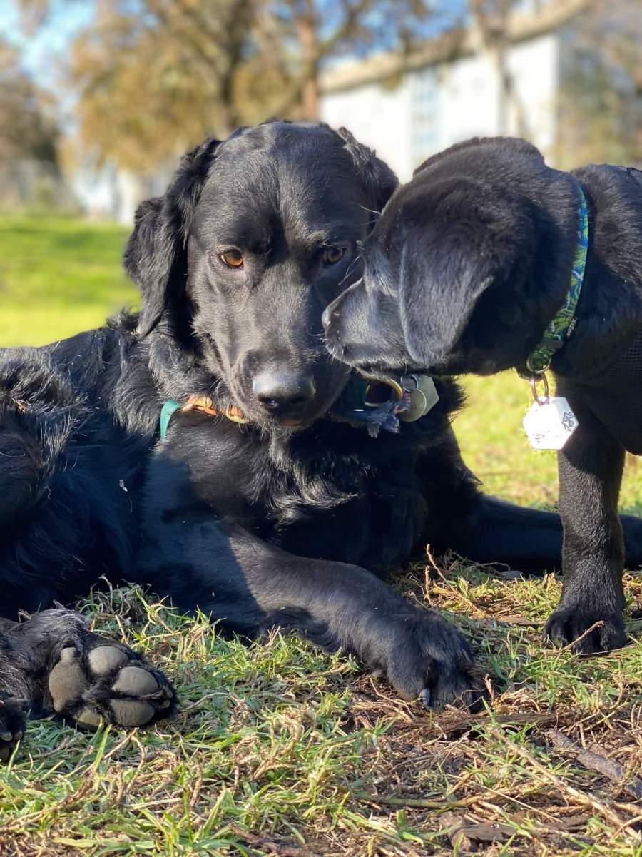 Our Designer Retrievers:Curly Golden Retrievers,Curly Goldadores, and ...